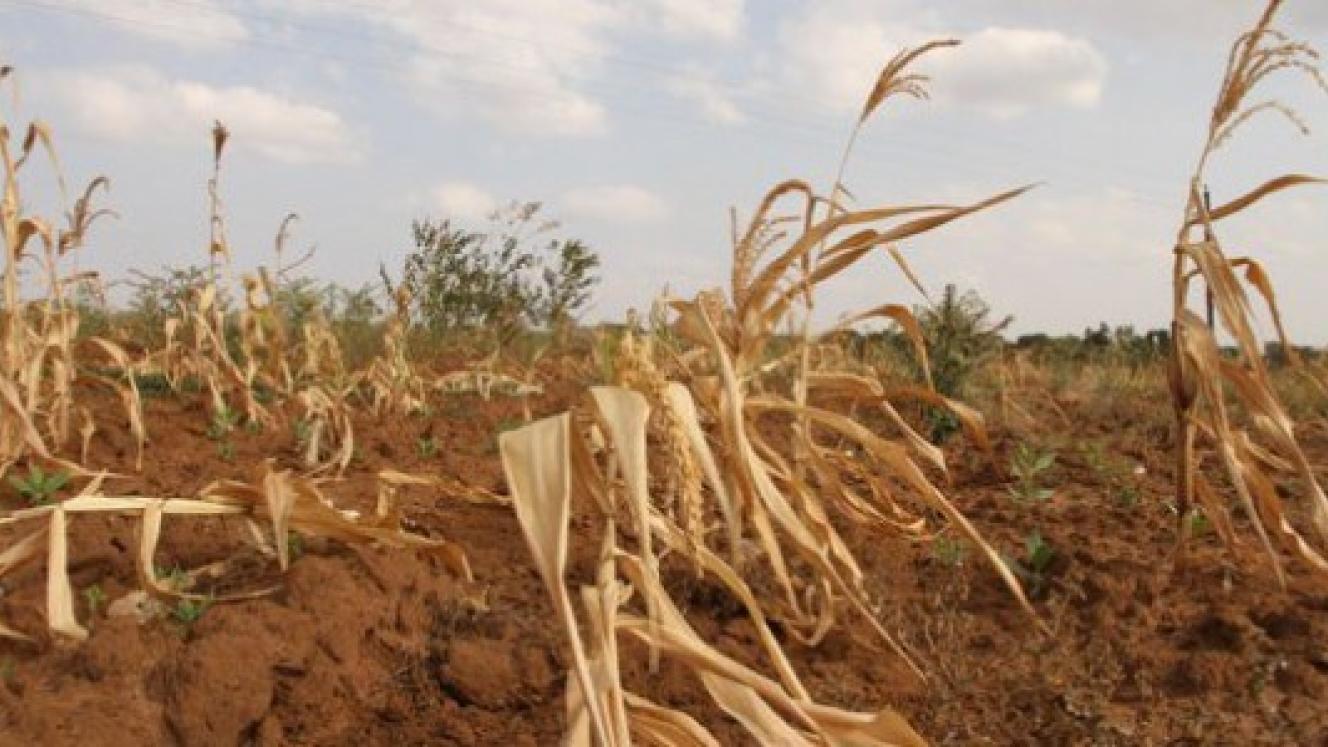 EU allocates further $8.5 million for drought relief in Zimbabwe ...