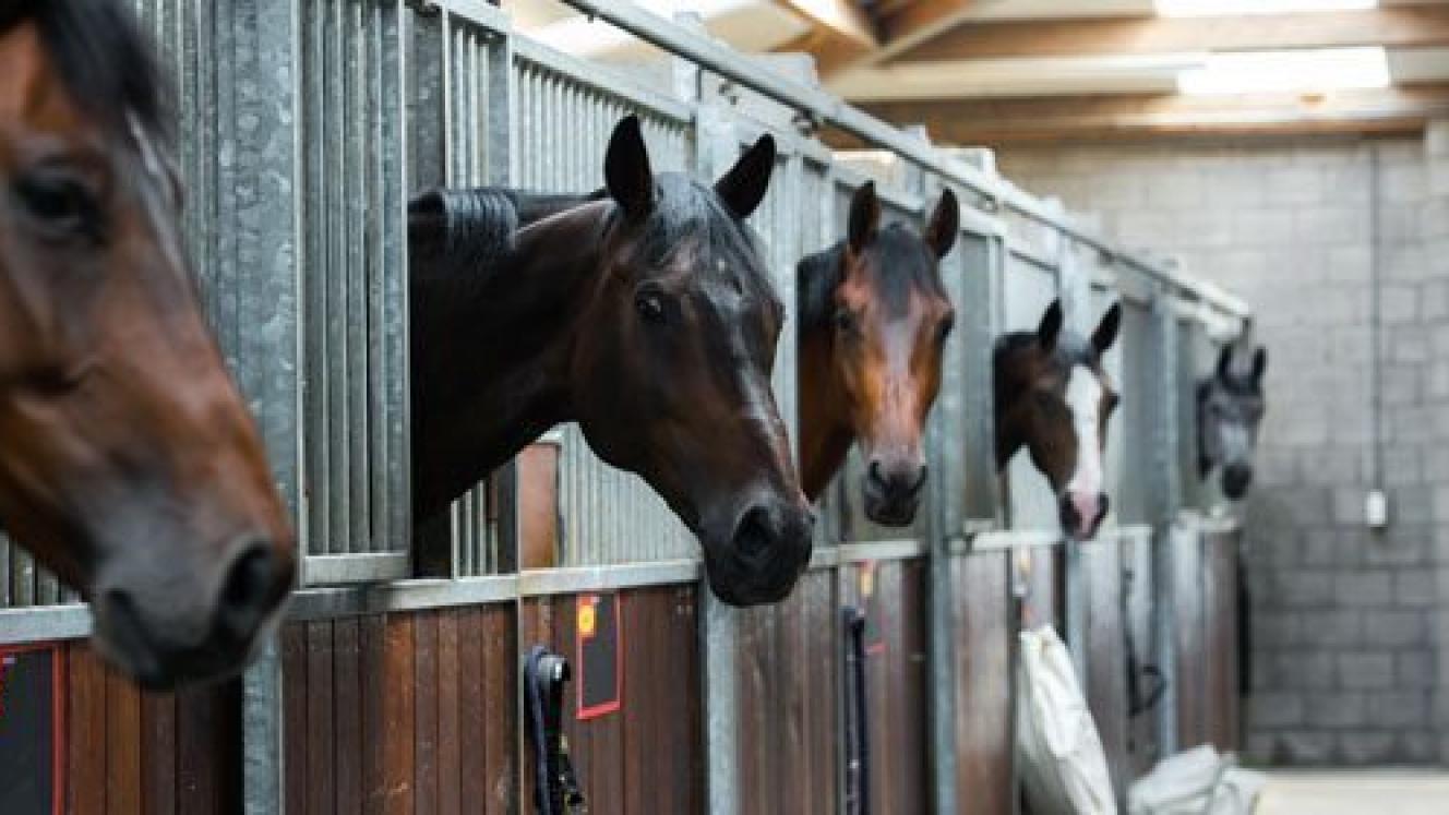 Horse exports to EU go ahead – despite concerns over AHS | Freight News
