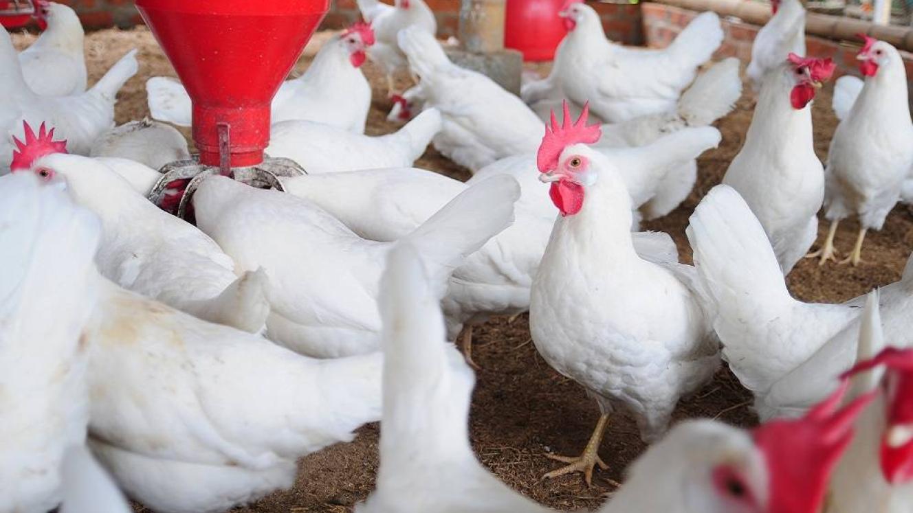 SA poultry producers vow to find lasting solutions for the troubled ...