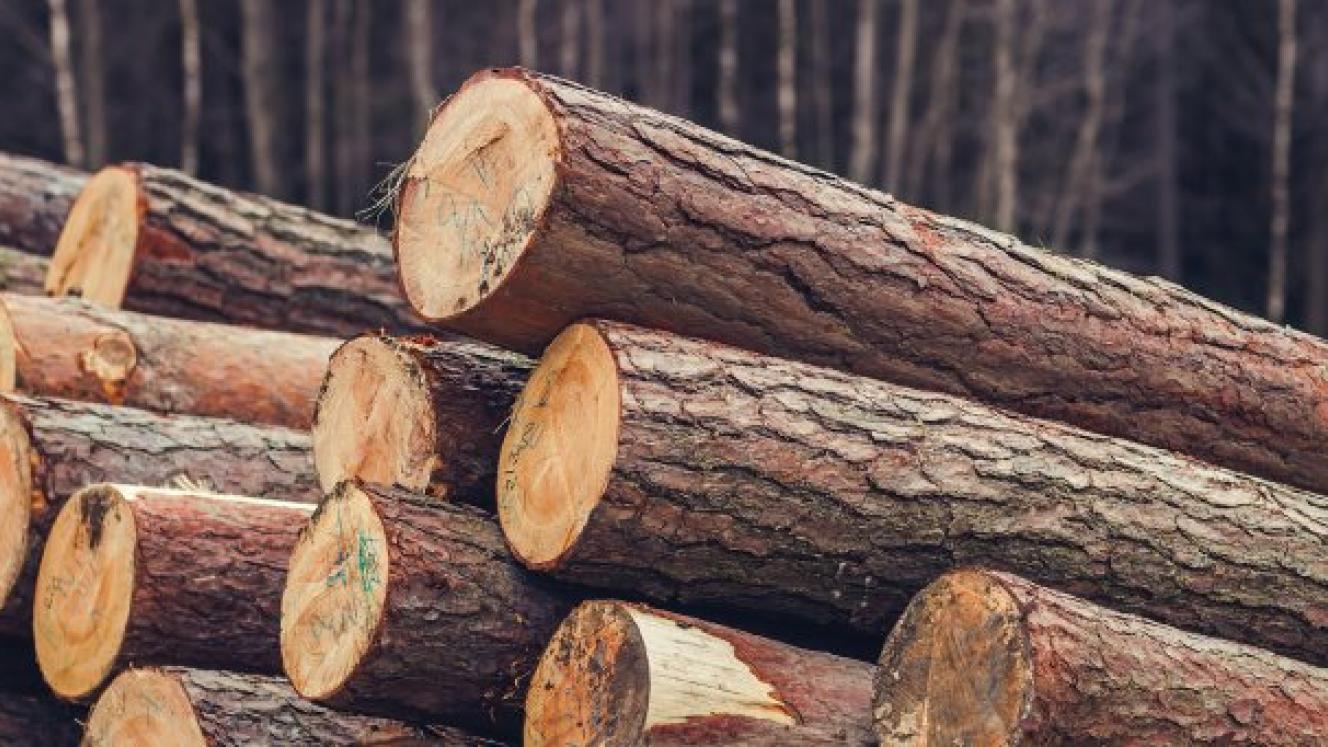 Calls for regulation of timber trade | Freight News