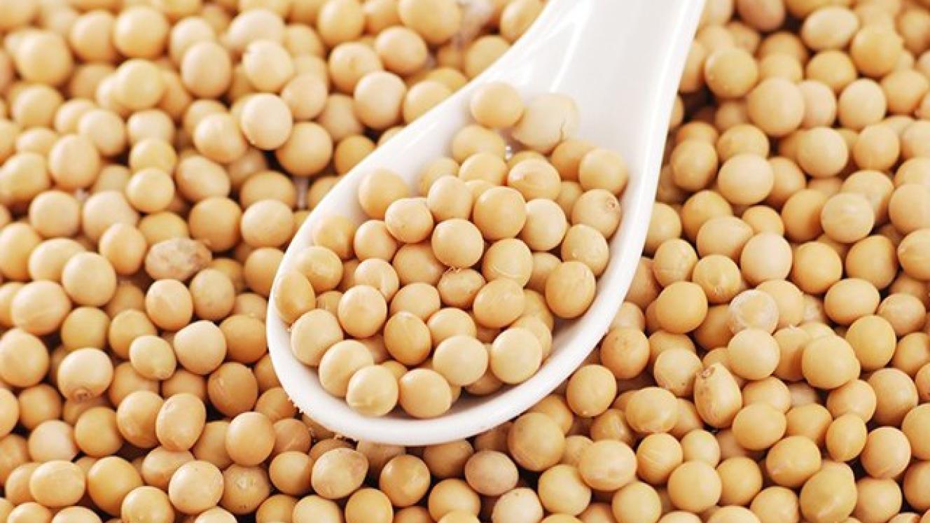 New soybean levy to lessen import dependency | Freight News