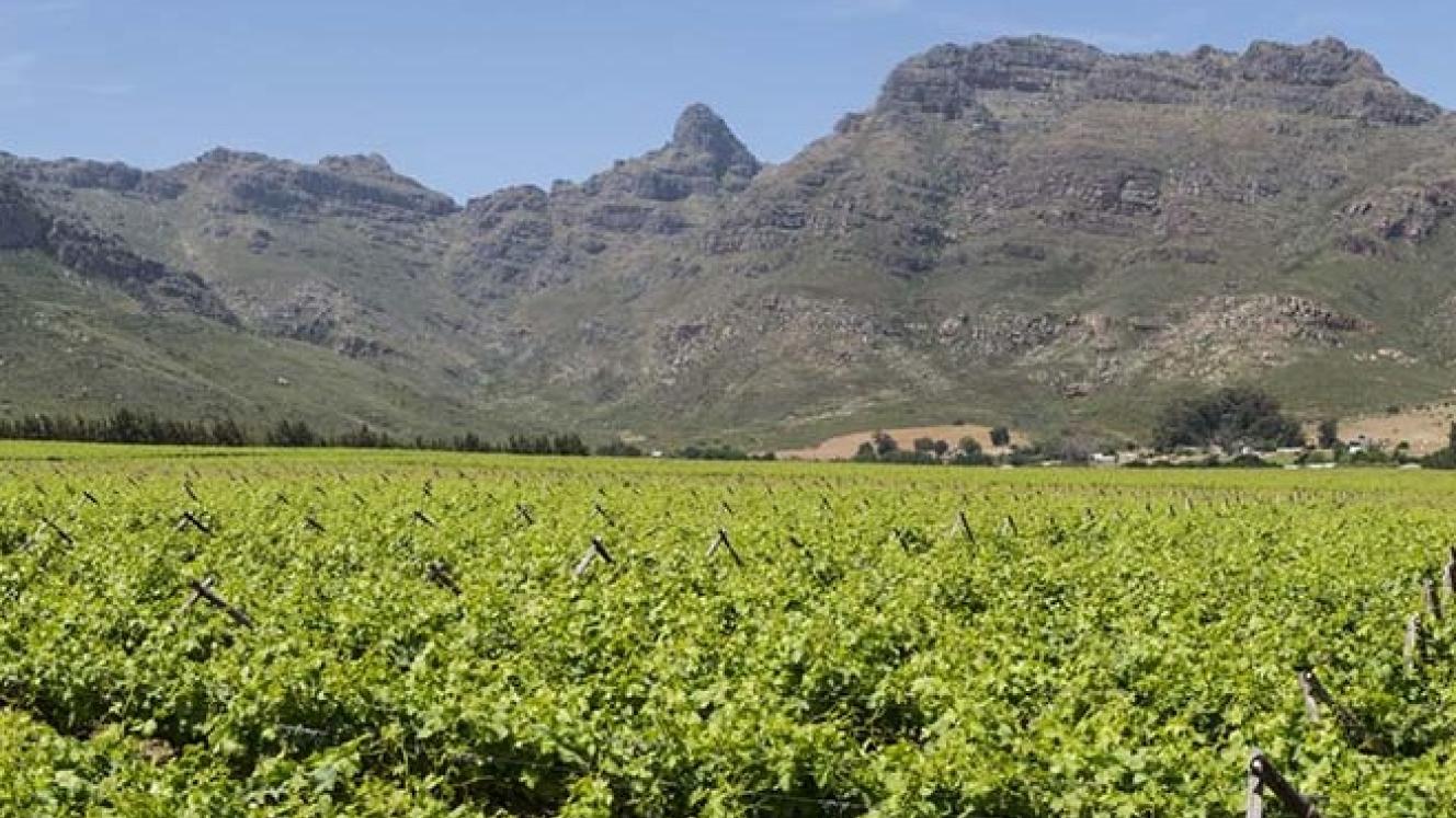 SA table grape industry back on track | Freight News