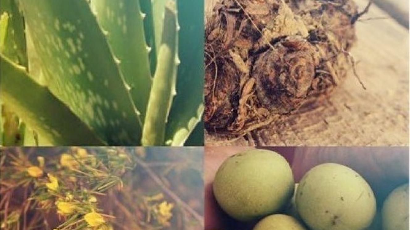 Dti to review export strategy for natural products | Freight News