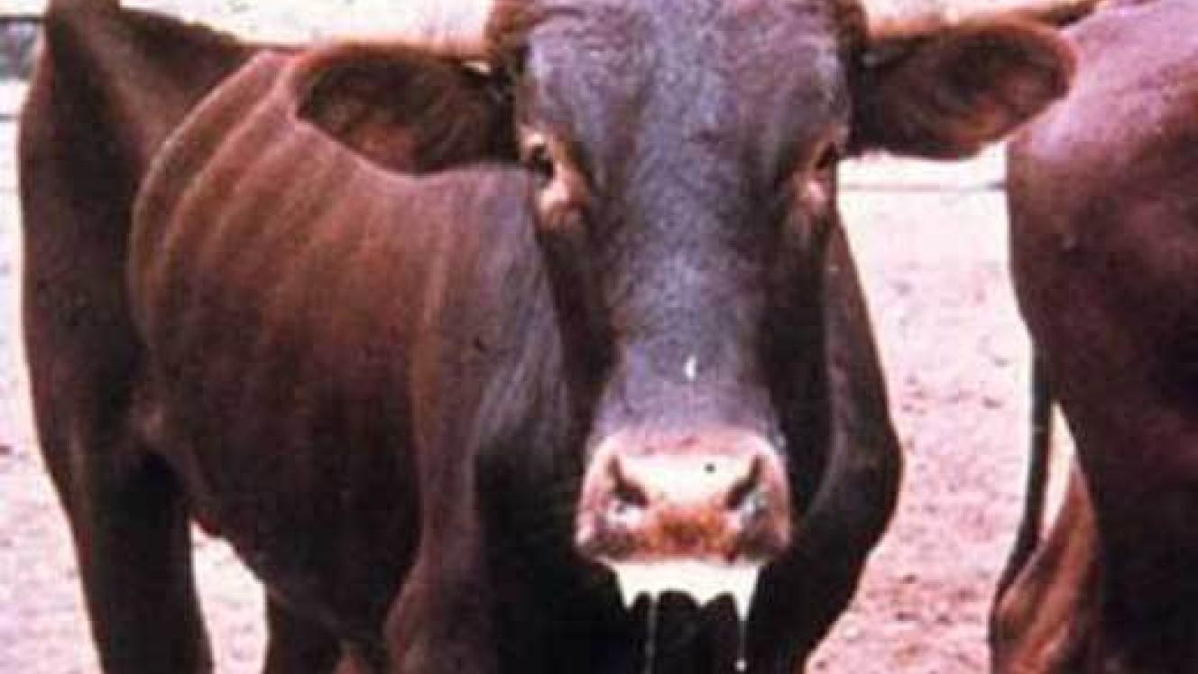 Namibia ‘largely unaffected’ by SA’s FMD outbreak | Freight News