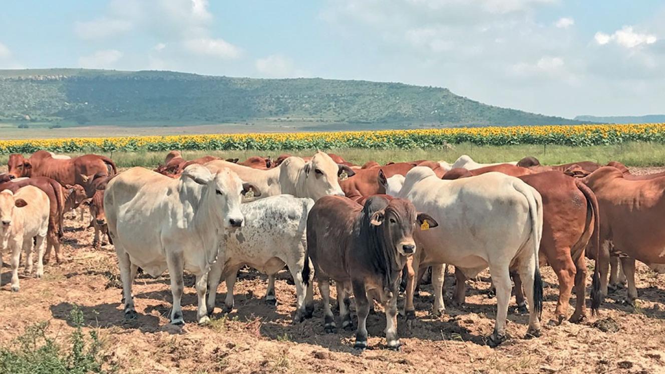Namibian beef producers face tough challenges amid drought | Freight News