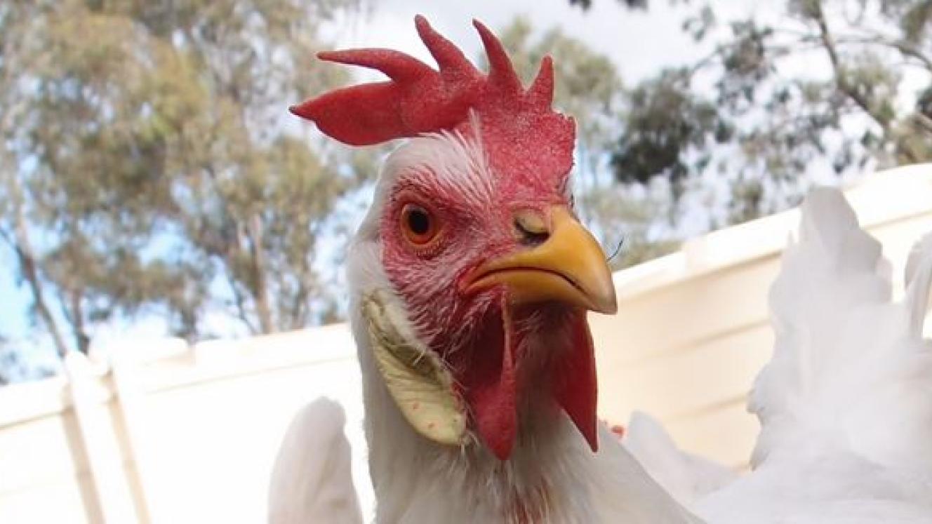 SA poultry industry, govt work to open new export markets | Freight News
