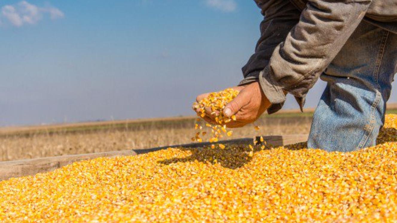 Maize import stats released | Freight News