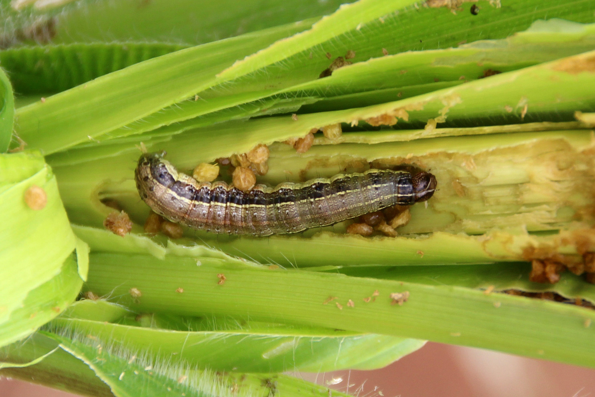 Zambian farmers receive pesticides to combat armyworm invasion ... Zambian farmers receive pesticides to combat armyworm invasion ...